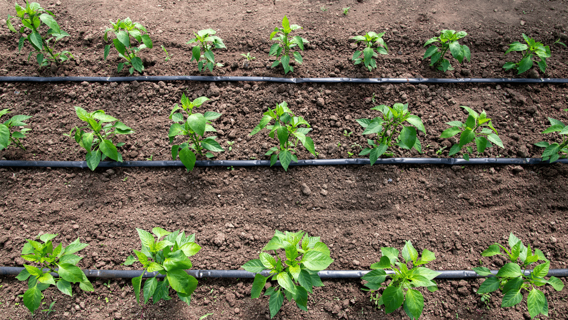 Diagnose Drip Irrigation Issues: What to Look For - Andy’s Sprinkler ...