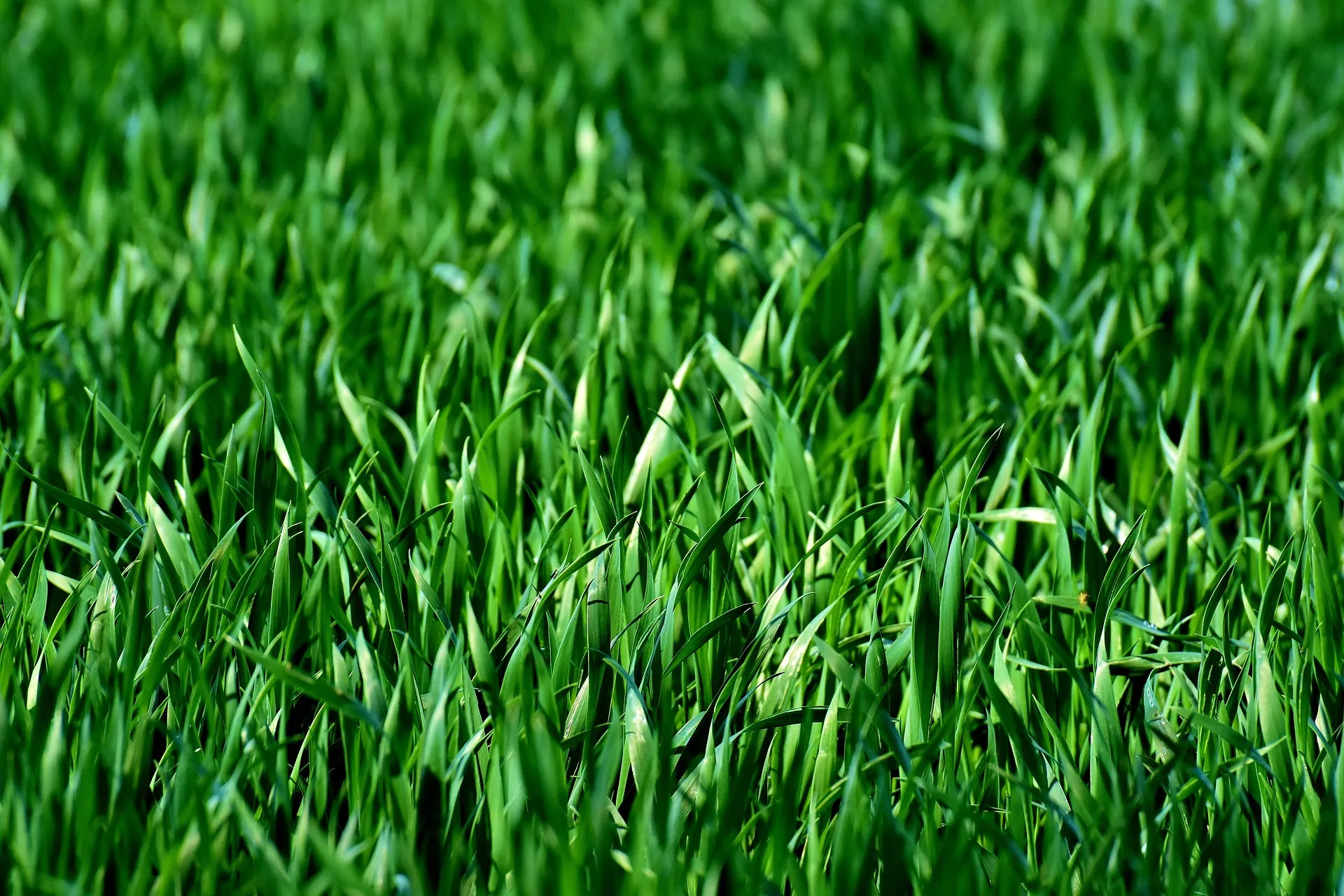Is Your Grass Designed to Withstand Droughts? - Andy’s Sprinkler ...